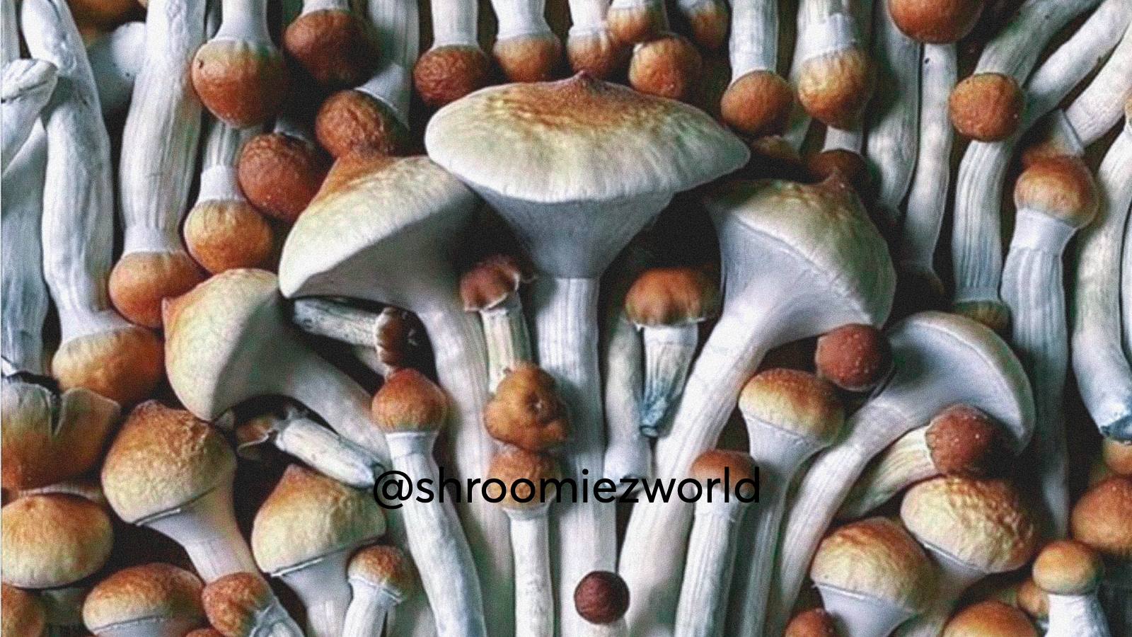 5 Revolutionaries Of The Psychedelic Movement: Who’s Behind The Scenes ...